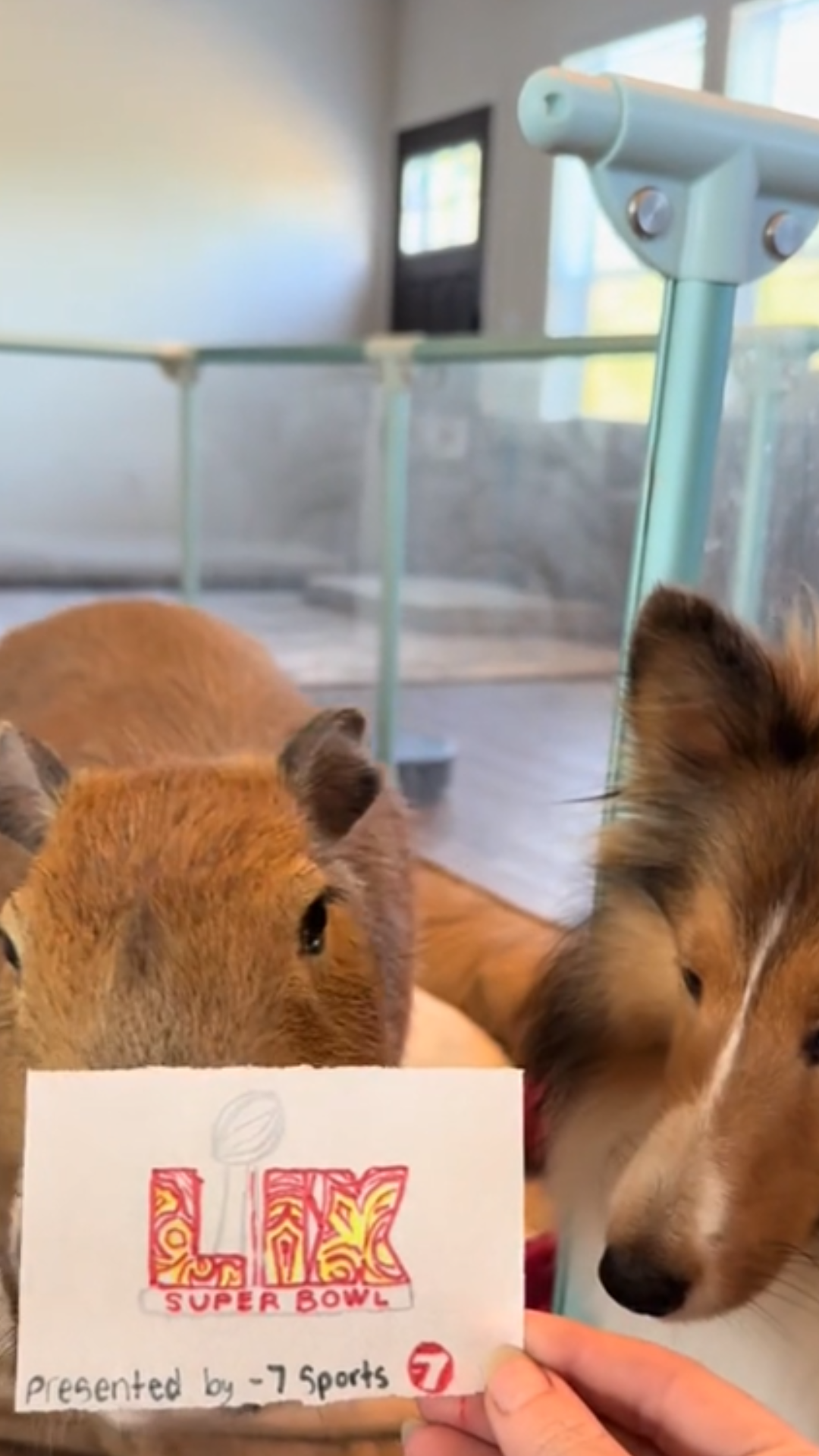 Cheesecake the capybara shares a funny moment