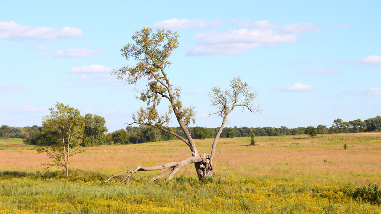 Between Chicago and Cedar Rapids is Illinois' lovely nature preserve ...