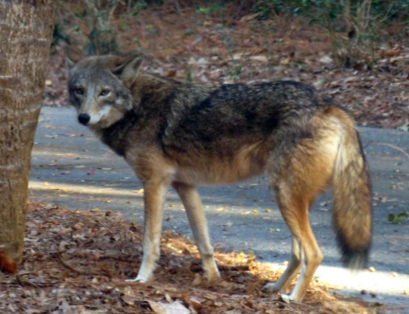 Following 'unprecedented behavior,' SCDNR removes coyotes from Kiawah ...