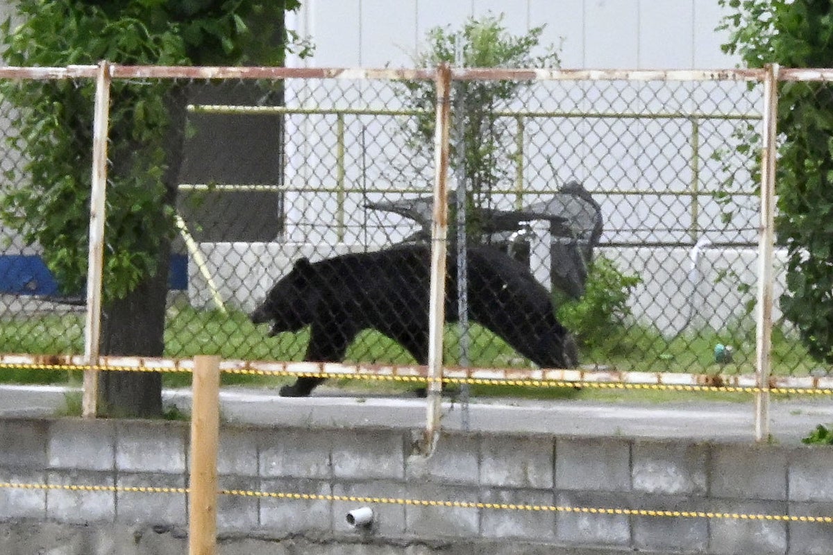 Intelligent bear shut in factory escapes after opening window