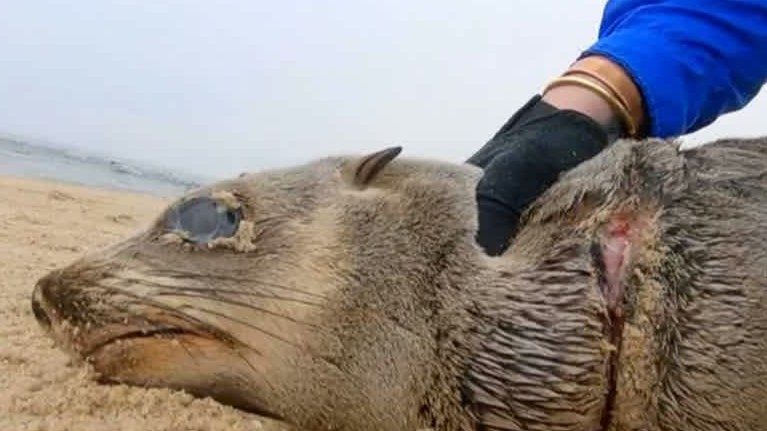 This entangled seal bit his rescuer - and the reason will break your heart