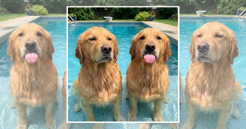 'The pool is mine now': 26 golden retrievers living their most aquatic ...