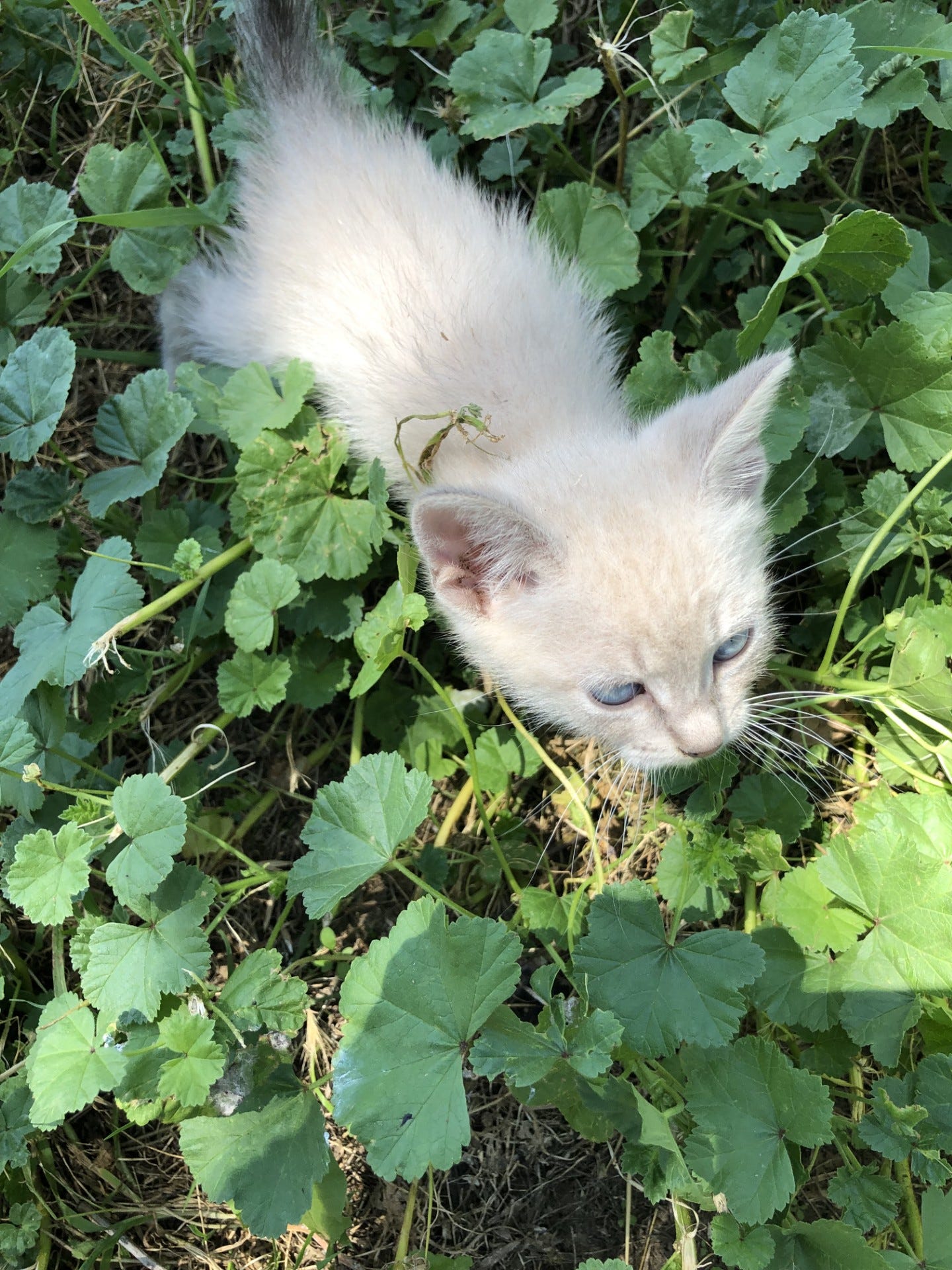 Deadly bobcat fever is spreading; here's how to protect your cats