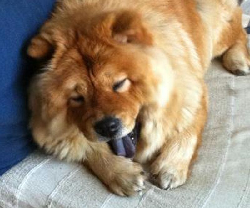People call these 14 dog breeds unfriendly – owners strongly disagree