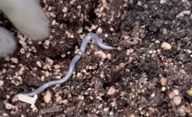 Tiny snake that reproduces by cloning itself fascinates viewers in video