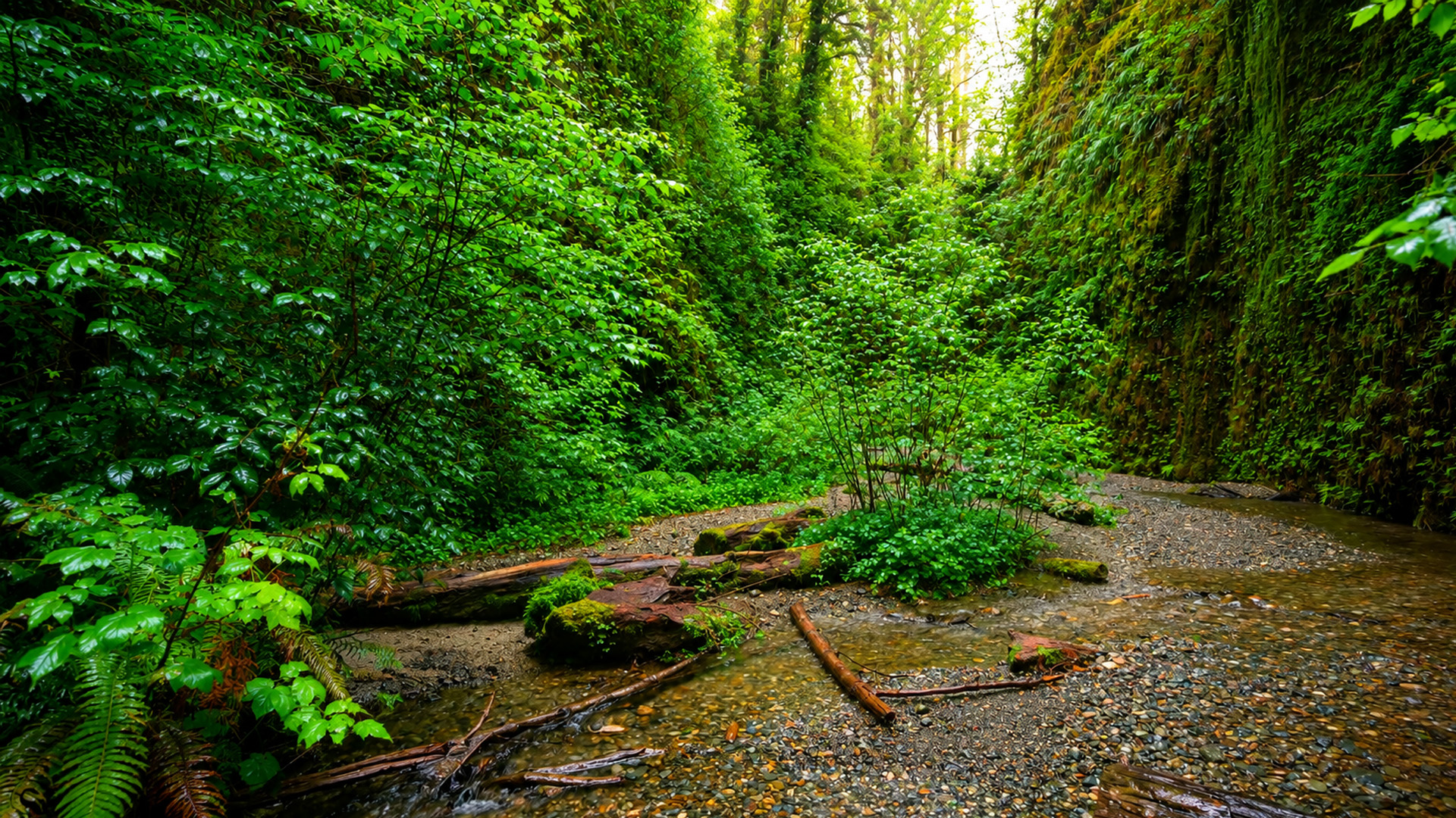 Fern Canyon reveals a prehistoric side of Northern California (4K)