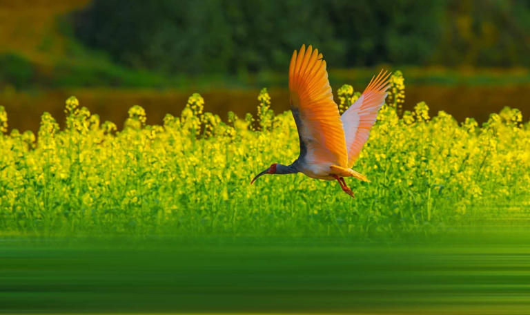 How Japan brought a sacred bird back from extinction