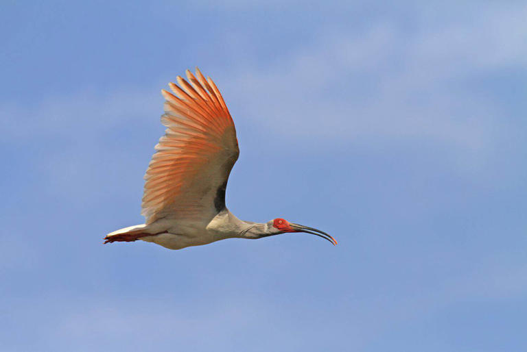 How Japan brought a sacred bird back from extinction