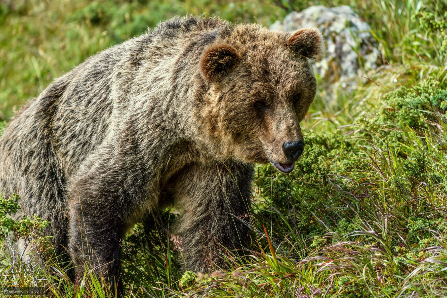 10 animals that can turn aggressive when threatened