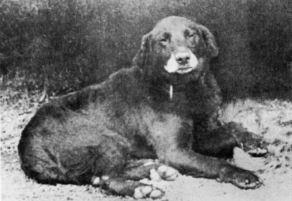 8 oldest Labrador retrievers to ever live