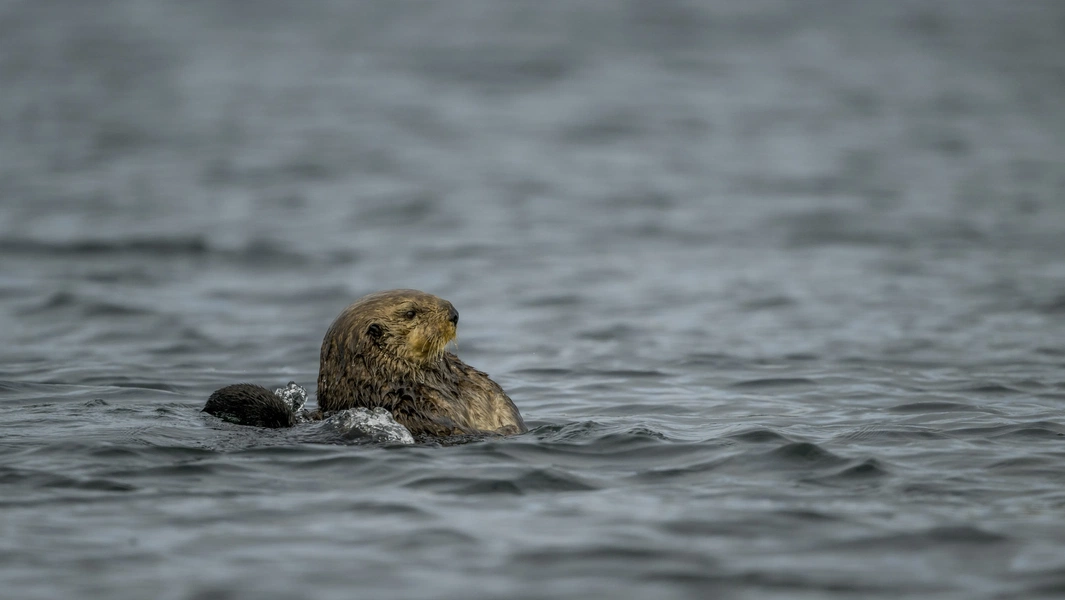 Why otters might be saving our coasts