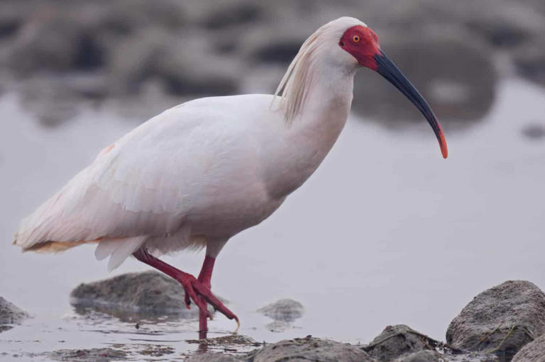 How Japan brought a sacred bird back from extinction