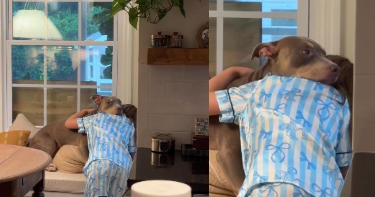 Rescue dogs find their safe space in bonding with little girls