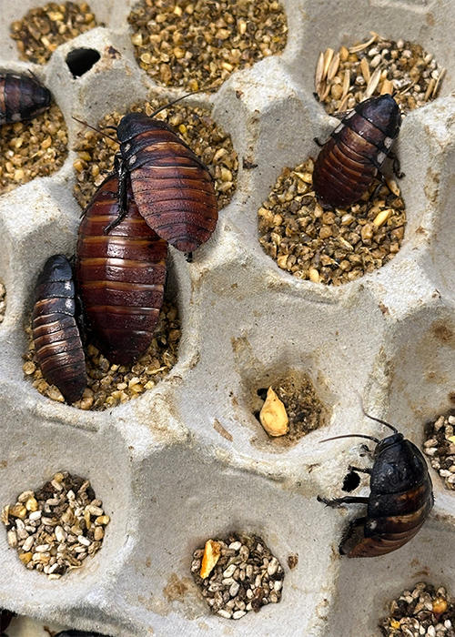 The Roachfather: Breeder’s 100,000-cockroach empire comes crashing down