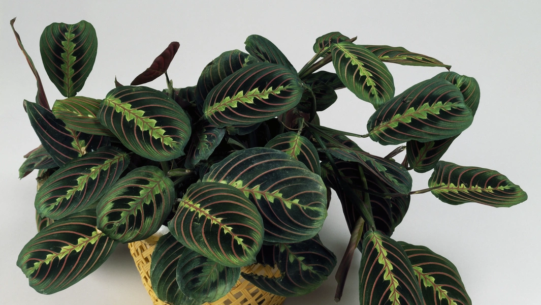 Prayer plant care made beautifully simple