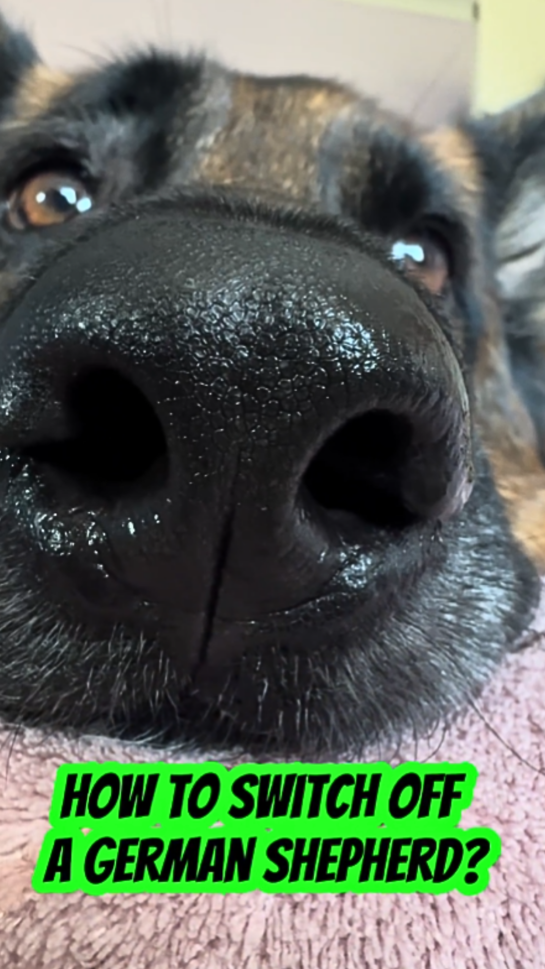 How to Switch Off a German Shepherd?