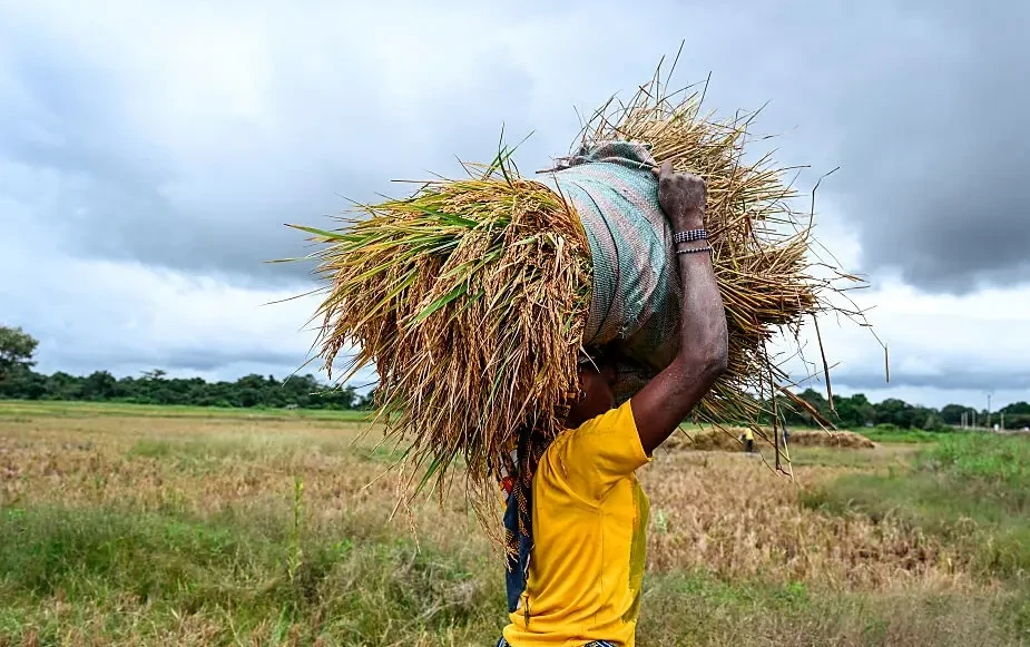 Rice–fish farming cuts disease risk and boosts yields in Senegal
