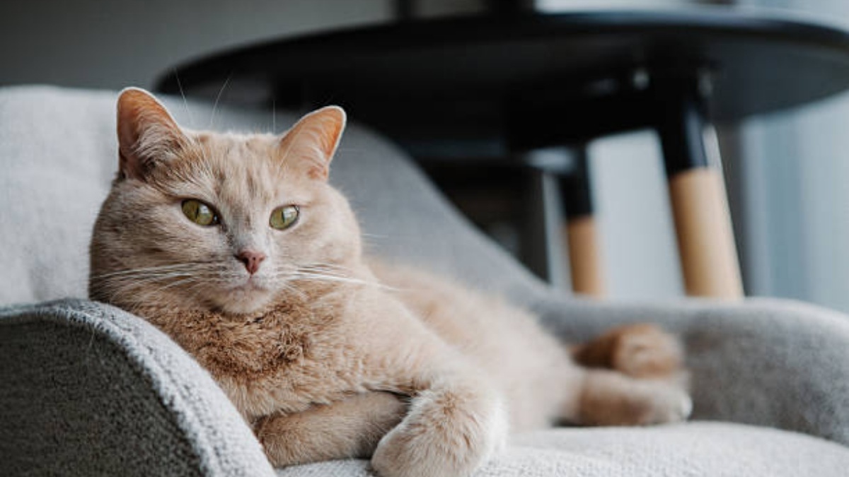 How long does a cat hold a grudge? Purina experts reveal the surprising ...