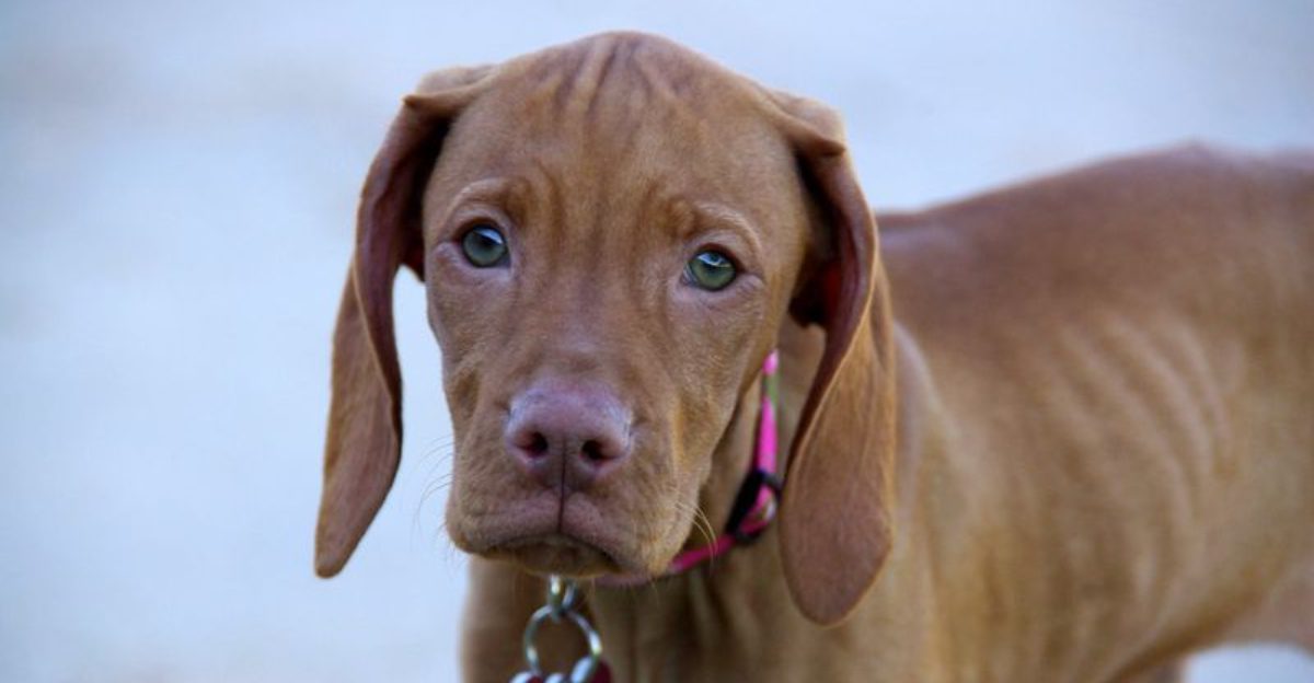 13 emotionally aware dogs that study your face like it's their favorite ...