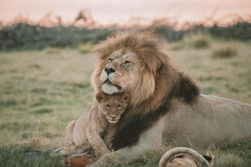 The most protective parents in the animal kingdom