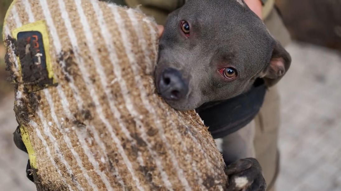 Este perro fue responsable de 85 muertes - y aún millones lo tienen en casa