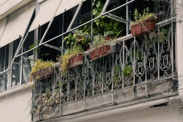 Balcony garden: AC-cooler costs will be lower; these special balcony ...