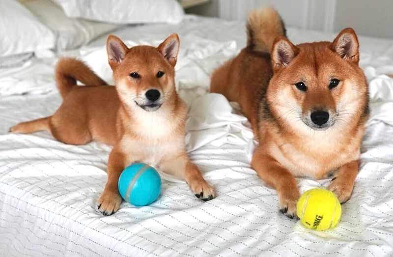 16 dog breeds that deserve more understanding and less criticism when ...