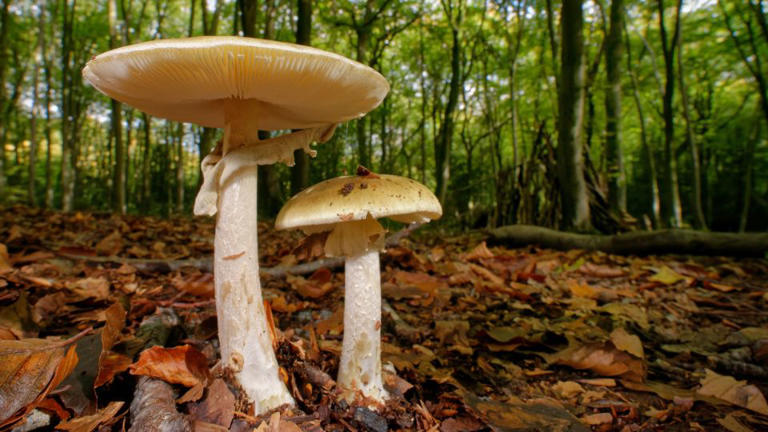 Amanita mushroom poisonings prompt concerns after deaths. A doctor ...