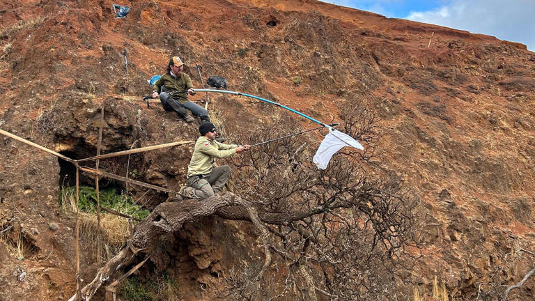 Scientists race to collect the last seeds from a critically endangered ...