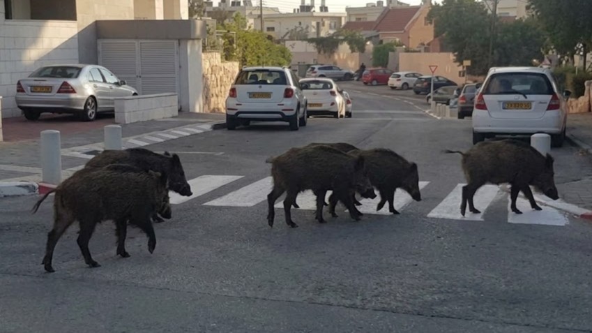 Un jabalí de 136 kilos lo persiguió hasta su casa - entonces derribó la ...