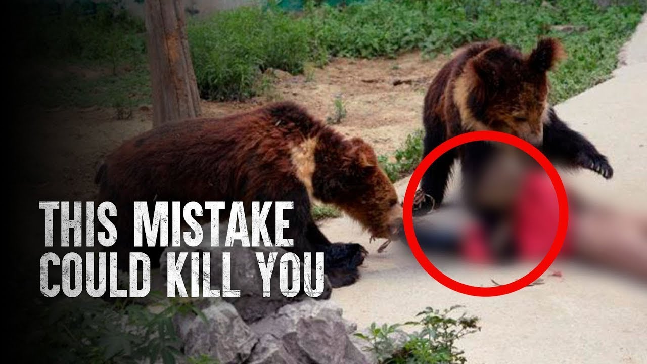 Find out the 4 worst mistakes to avoid during a wild bear attack