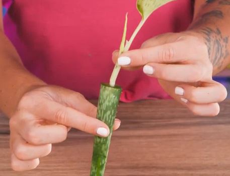 Innovative gardening tips for every enthusiast!