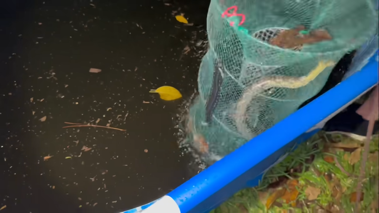 He jumps into the abandoned pond until a deadly snake attacks him and ...