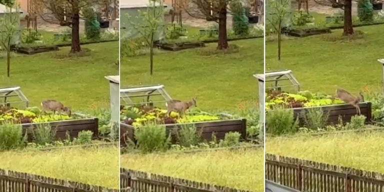 Als Kitz gerettet: Bambi ist längst Dauergast in Villach