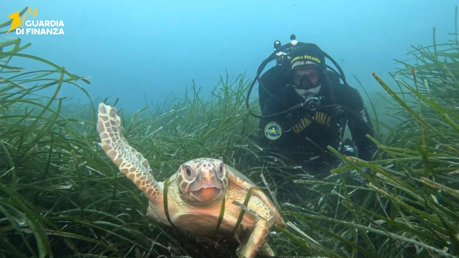 Vera torna in mare dopo il salvataggio: tartaruga caretta caretta ...