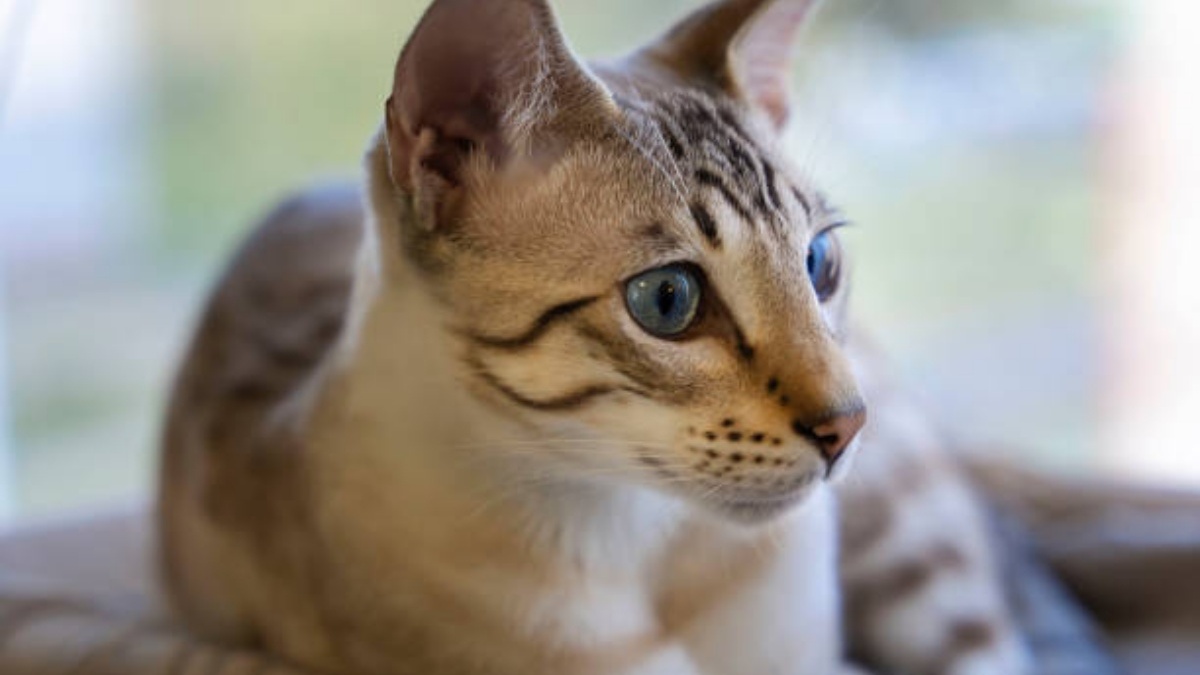 How long does a cat hold a grudge? Purina experts reveal the surprising ...