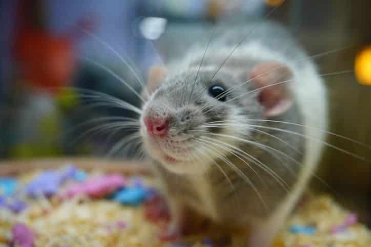Laughing rats & fish farts: 75 weird-but-true facts