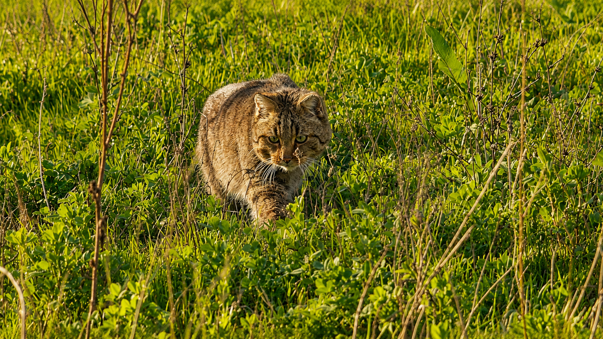 Stunning golden hour moments with a rare wildcat