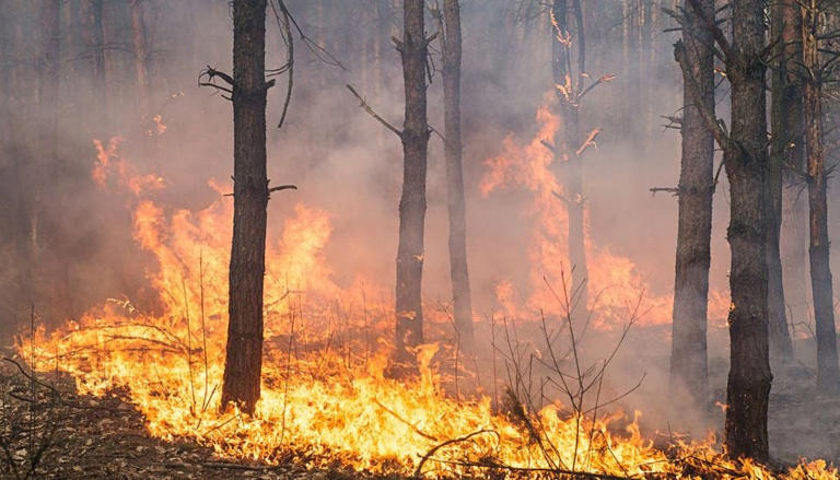 Copernicus alerta: España ya supera las 30.000 hectáreas quemadas y ...