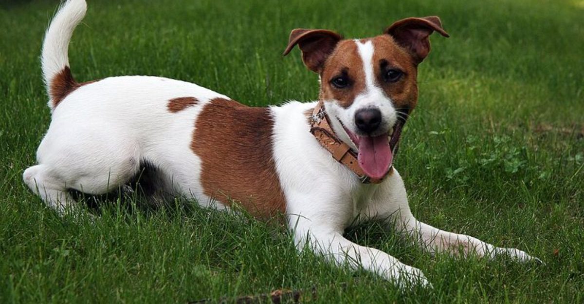 16 dog breeds that deserve more understanding and less criticism when ...