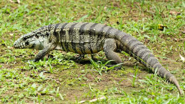 More than 20 giant, invasive lizards found in southeast Georgia ...