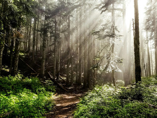 World Environment Day theme points to nature as key to planet's future