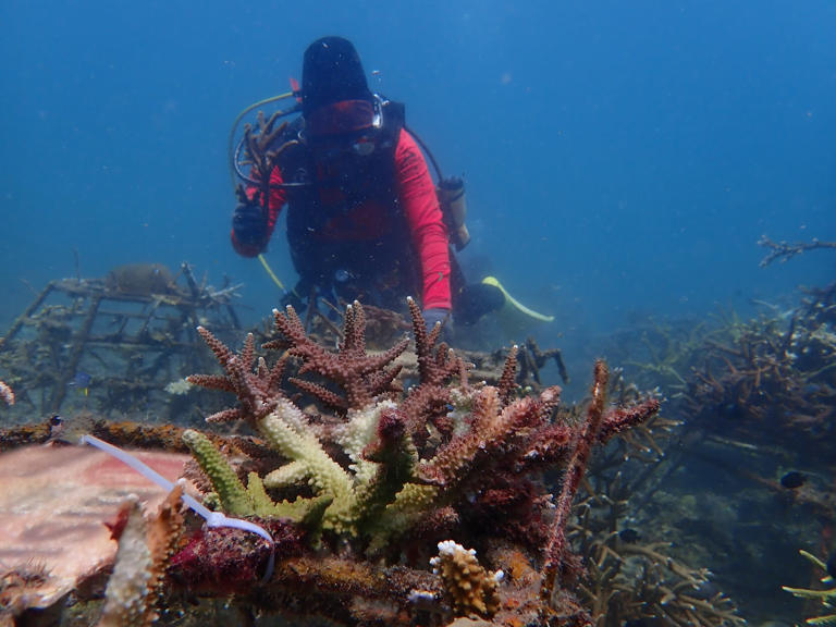 Asia’s marine pledges face credibility test at global ocean conference