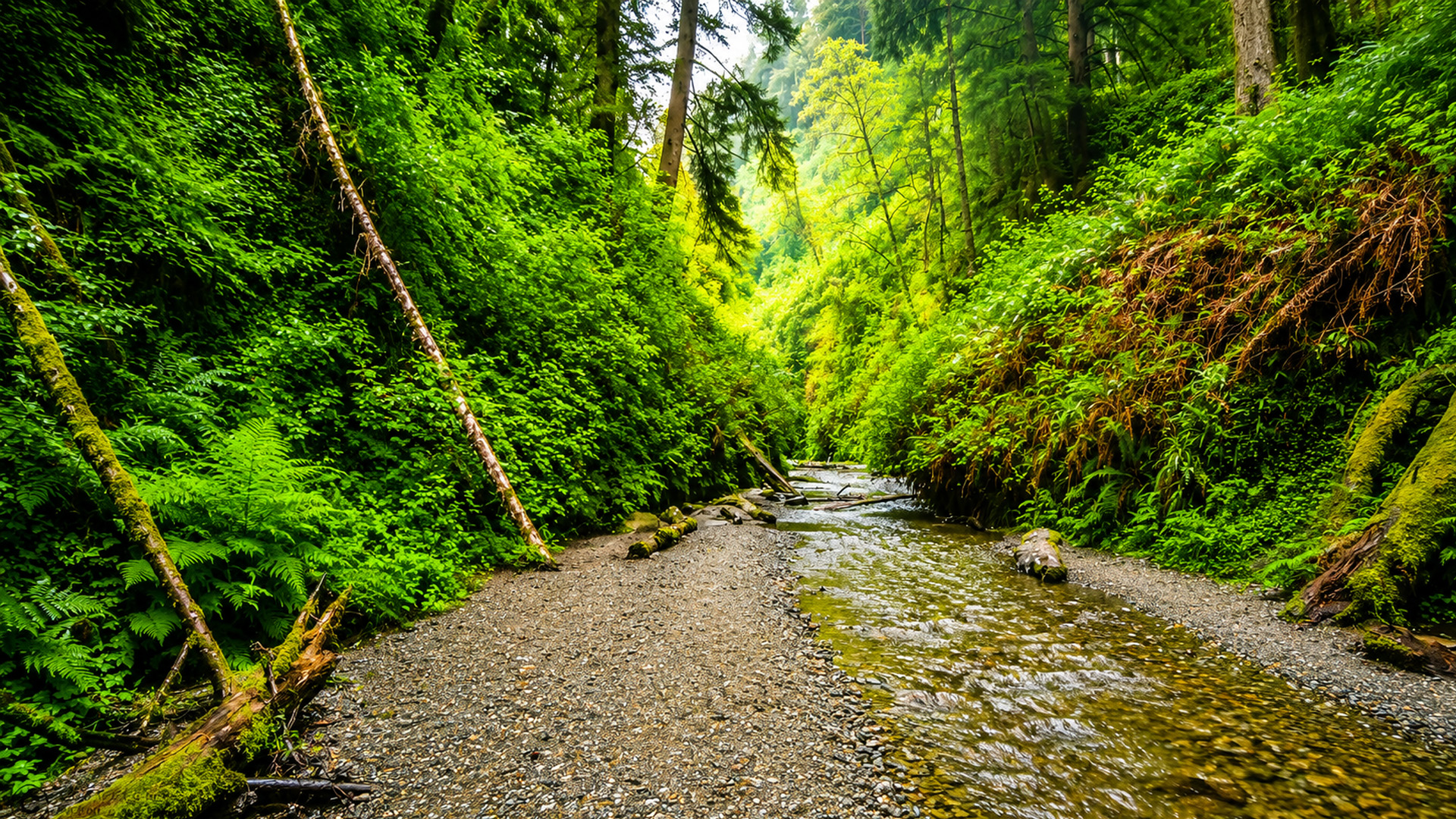 Discover Fern Canyon in Prairie Creek Redwoods State Park (4K)