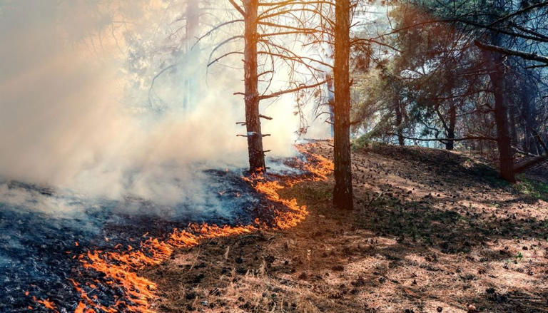 Copernicus alerta: España ya supera las 30.000 hectáreas quemadas y ...
