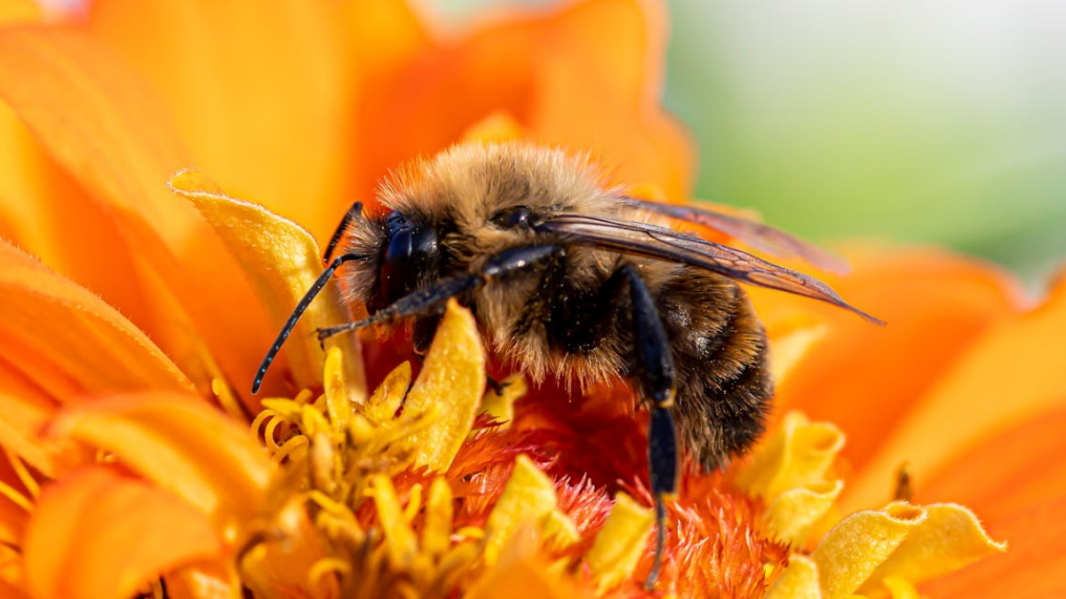10 adorable bee facts you probably never knew