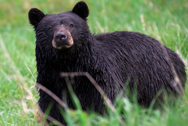 10 US states showing signs of black bear comebacks