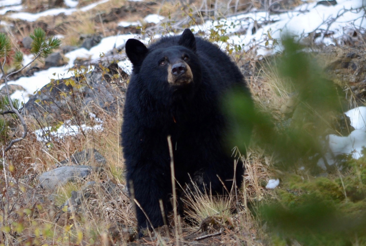 10 US states showing signs of black bear comebacks