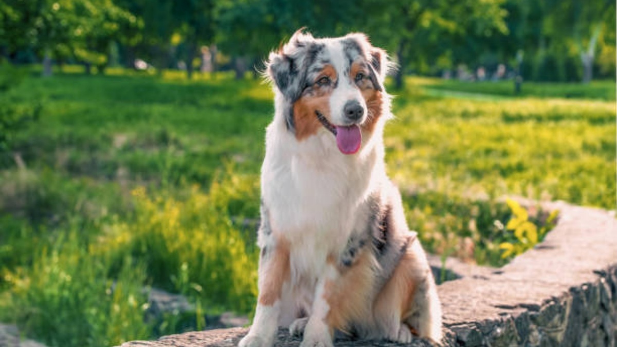 What dog breed matches your personality? Your birth month may hold the ...