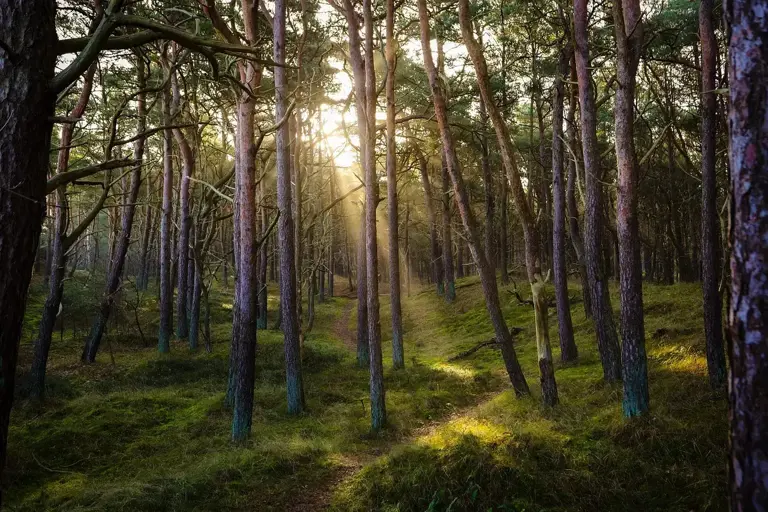 The 6 American forests ecologists are quietly mourning
